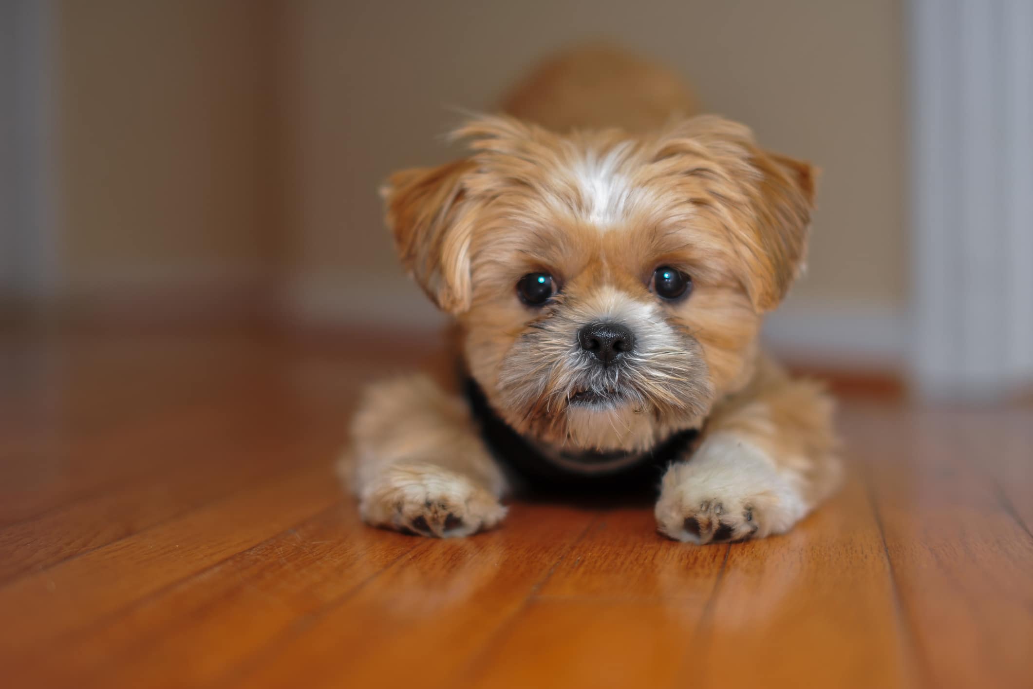 Shorkie Puppy Pictures and Facts