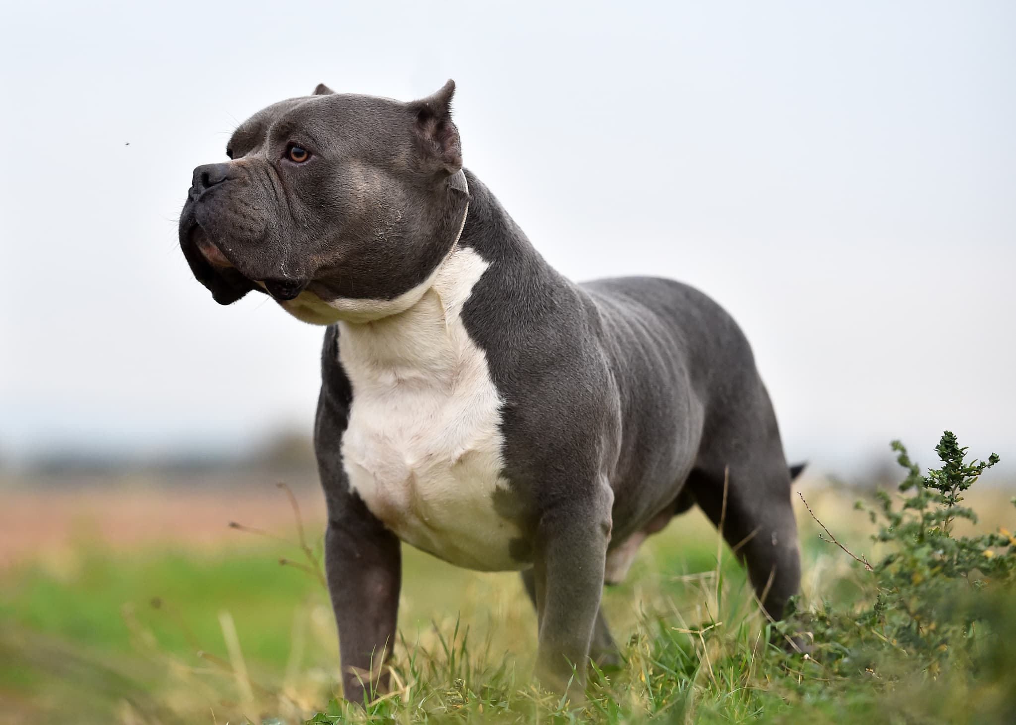Pros and Cons of an American Bully