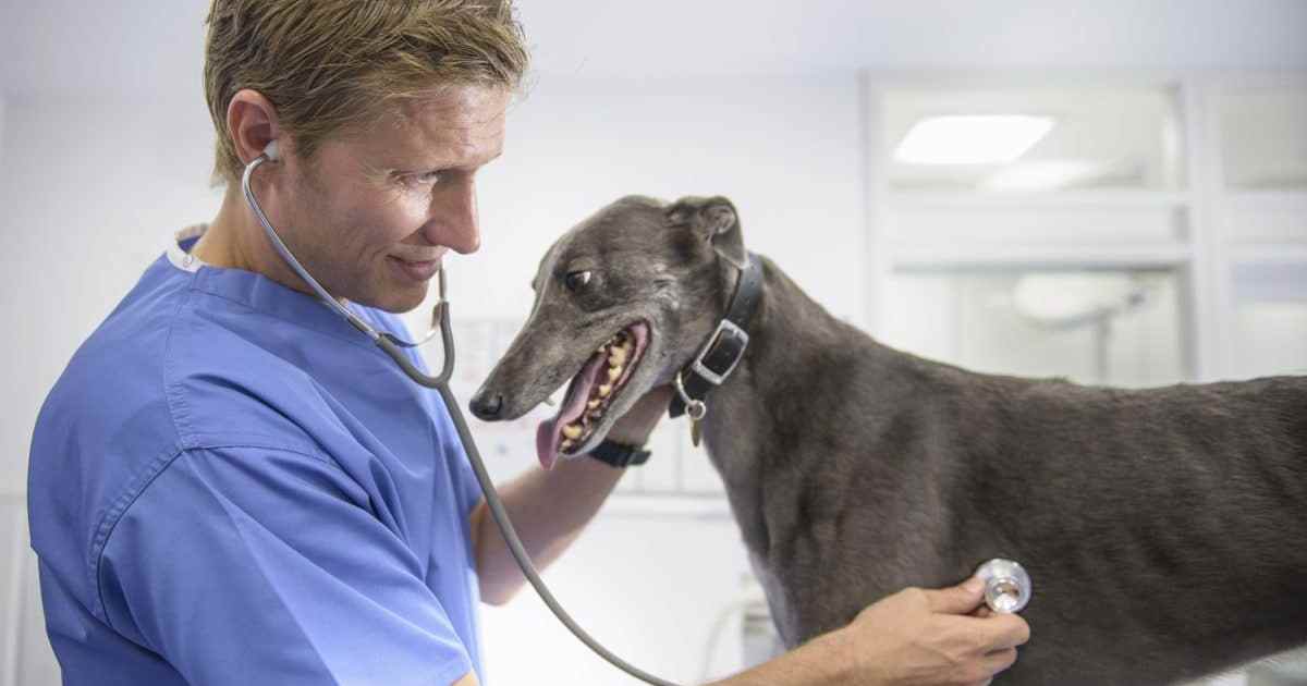 Anesthesia Sensitivity in Dogs: Symptoms, Causes, & Treatments