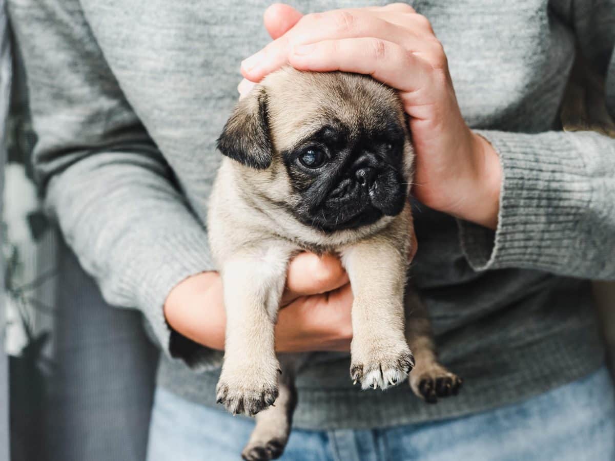 Pug Puppy Pictures and Facts