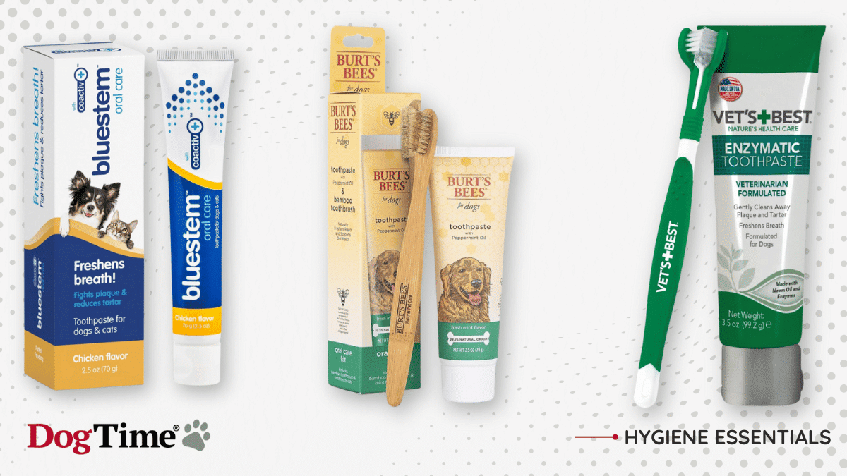 Best Dog Toothpastes of 2025 — Approved by Vets and Pets