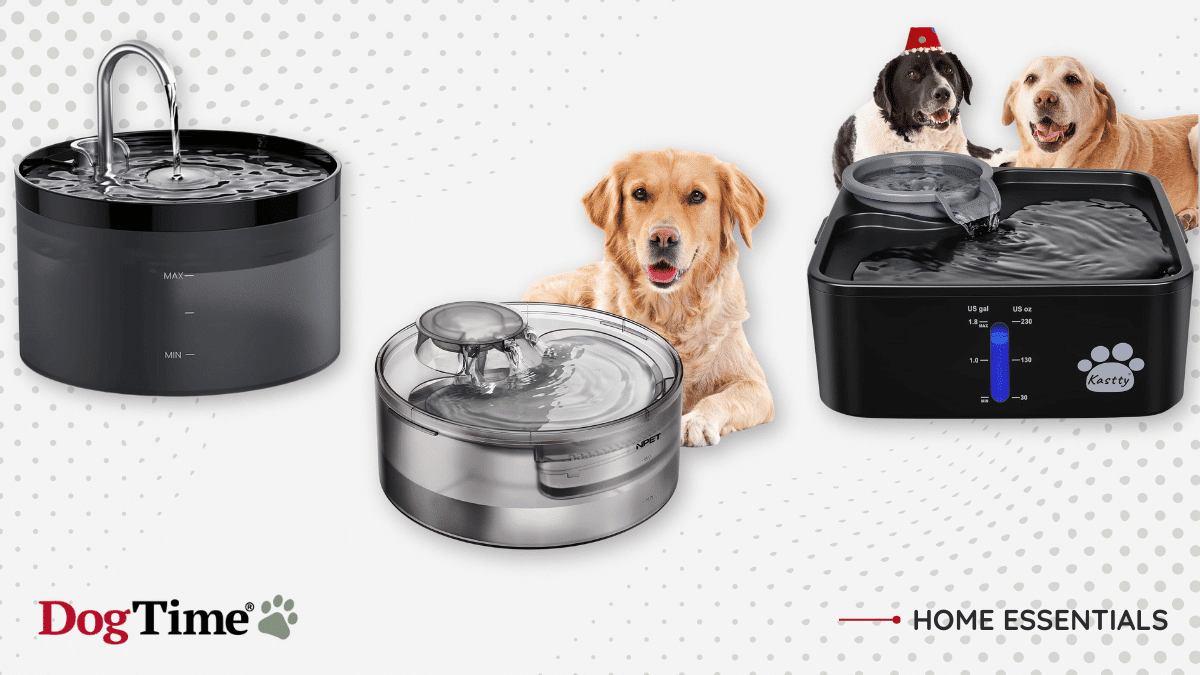 7 Best Dog Water Fountains, Our Top Choices in 2025 - DogTime