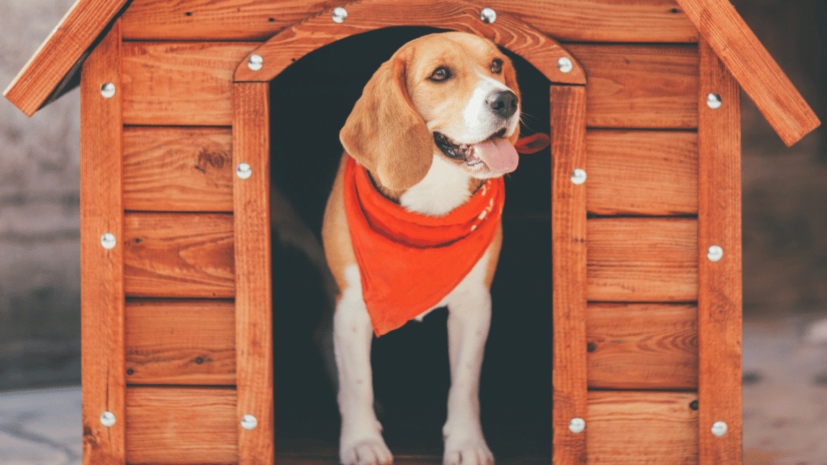 7 Best Dog Houses to Keep Your Pet Comfy in 2025 - DogTime