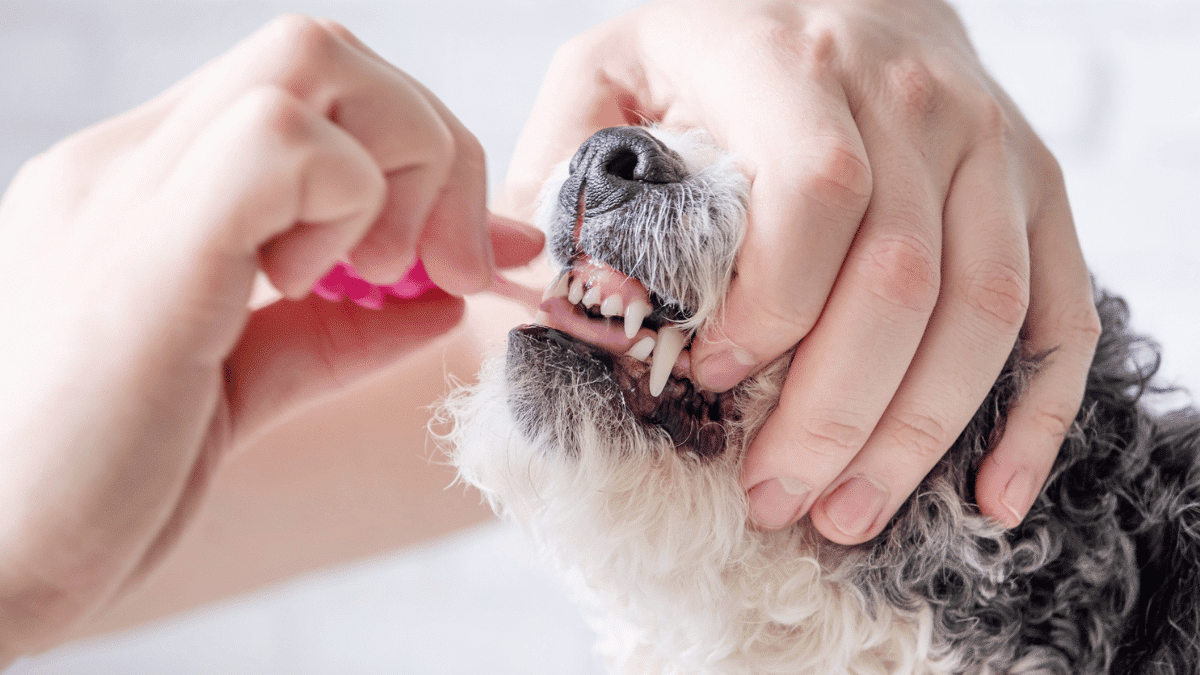 Best Dog Toothpastes of 2025 — Approved by Vets and Pets