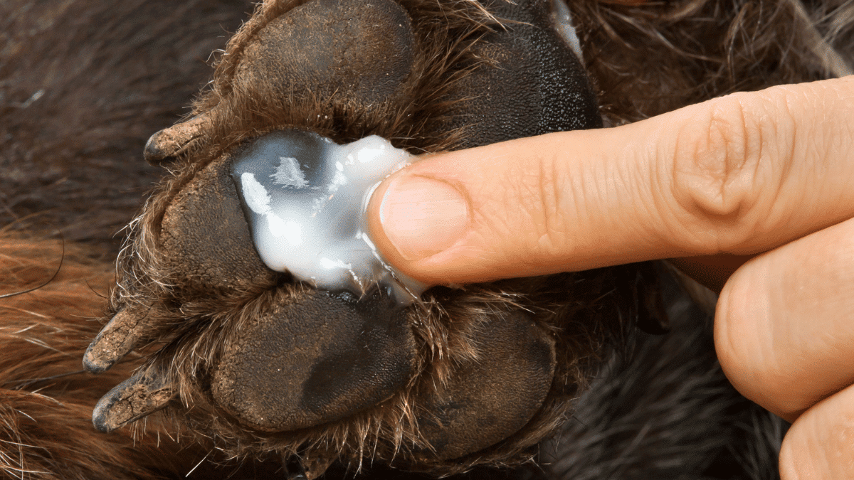 7 Best Dog Paw Balms That Work Wonders in 2025 - DogTime