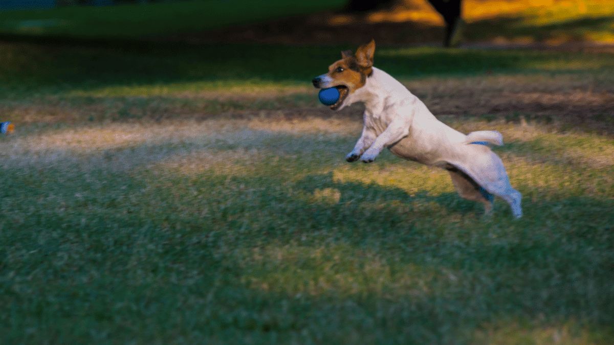 7 Best Dog Ball Launchers to Keep Your Pet Active in 2025 - DogTime