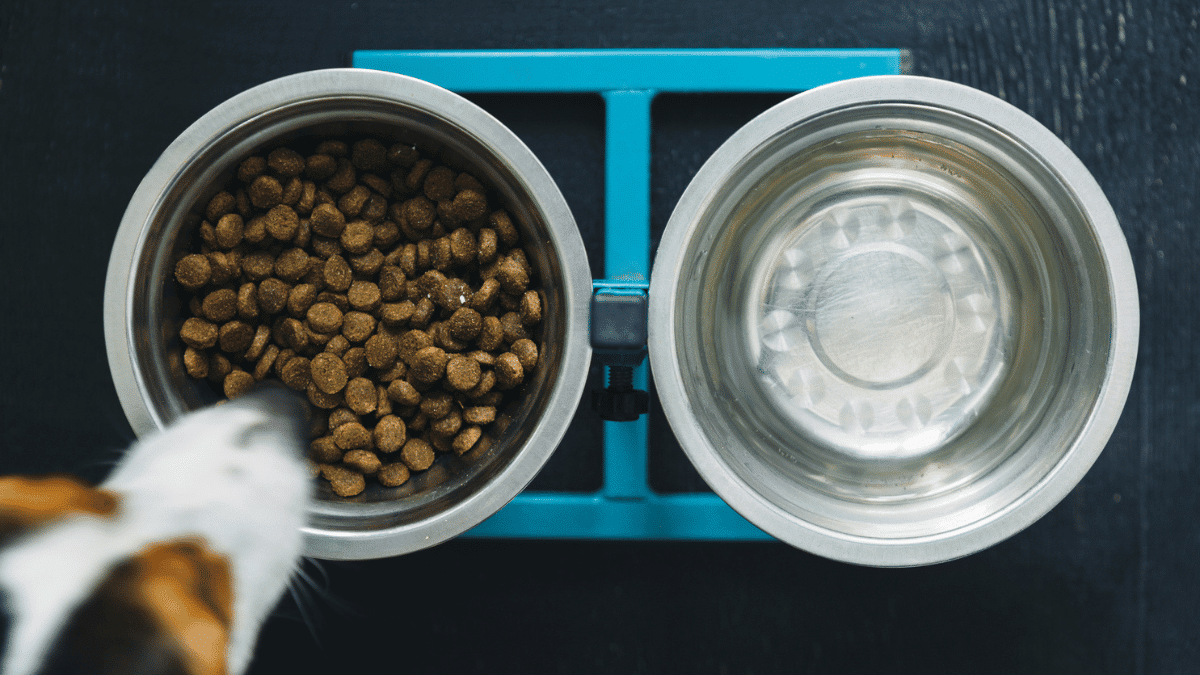 7 Best Elevated Dog Bowls for Large-breed and Senior Dogs - DogTime