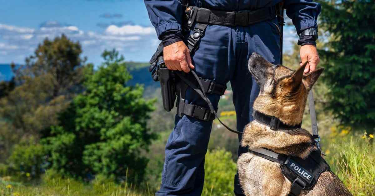 Florida Police Dog Dies After Tracking Suspect in Heatwave