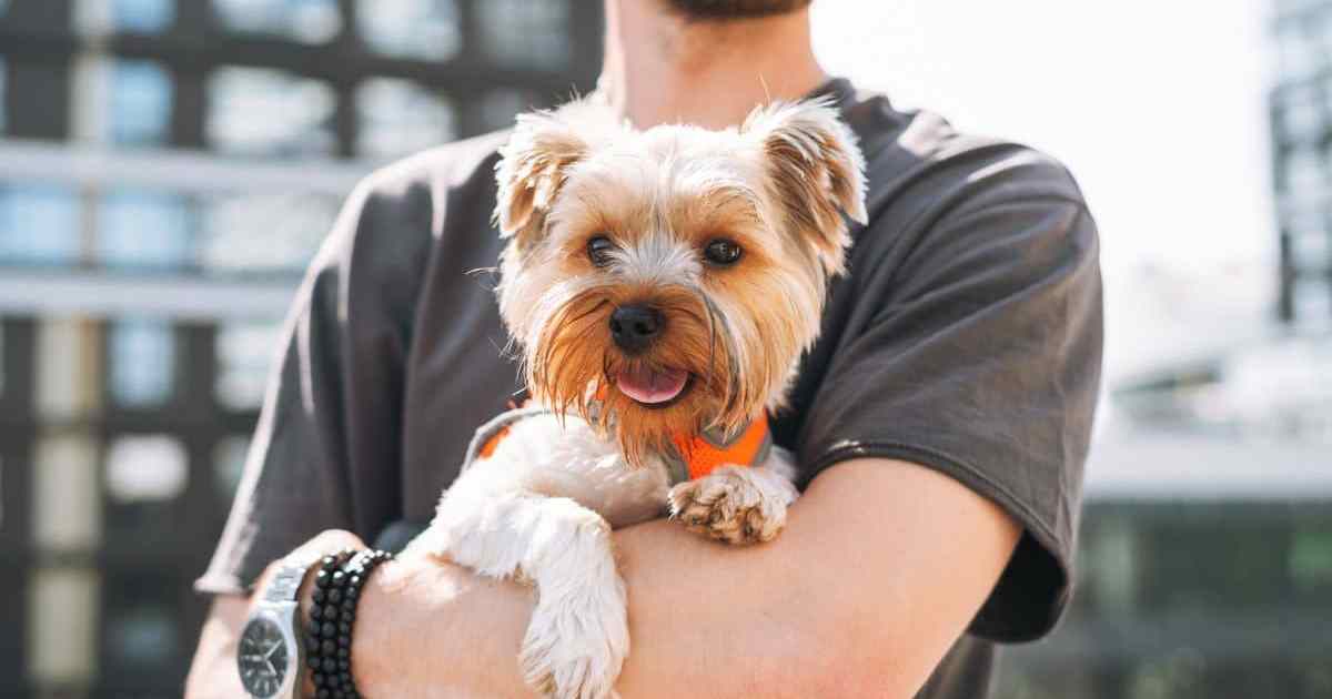 New York City's Top Dog Breeds Are Yorkies & Shih Tzus, Study Finds