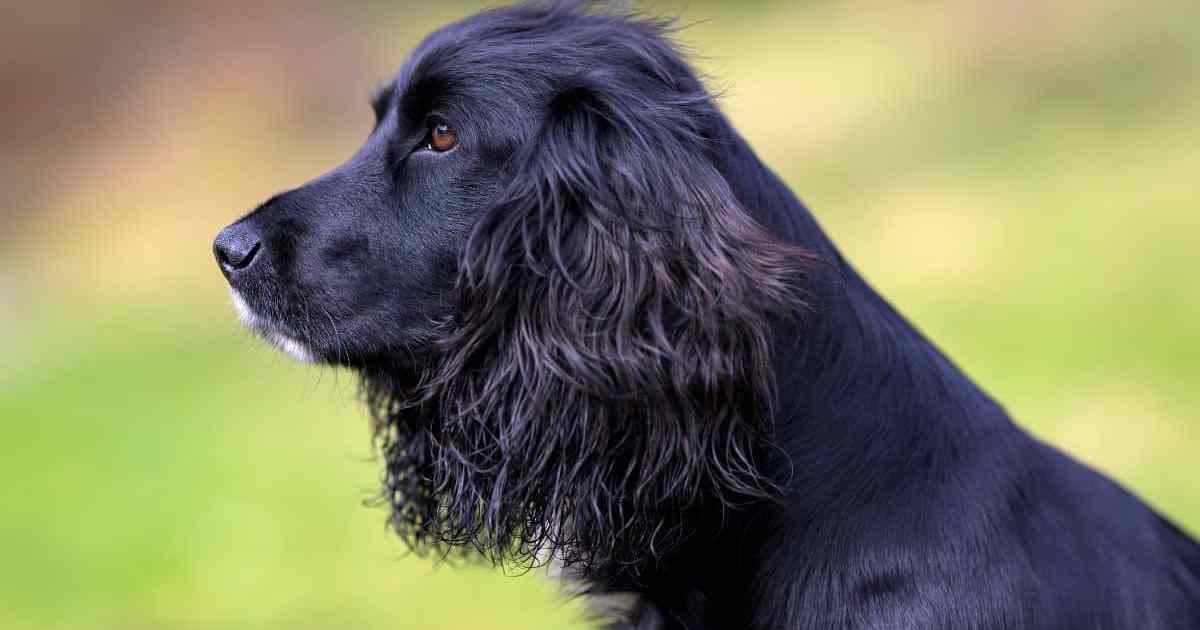 6-Legged Mermaid Dog 'Ariel' Gets Adopted by Surf Instructors