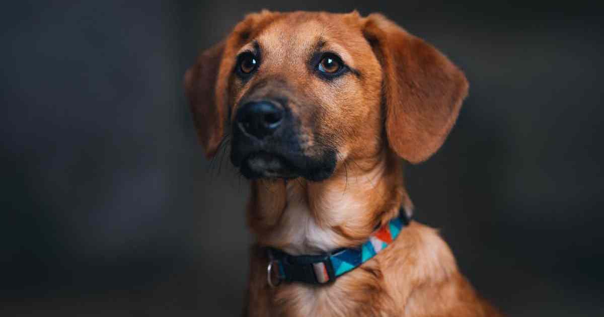 Texas Nurse Adopts Late Patient's Dog After Searching for Days