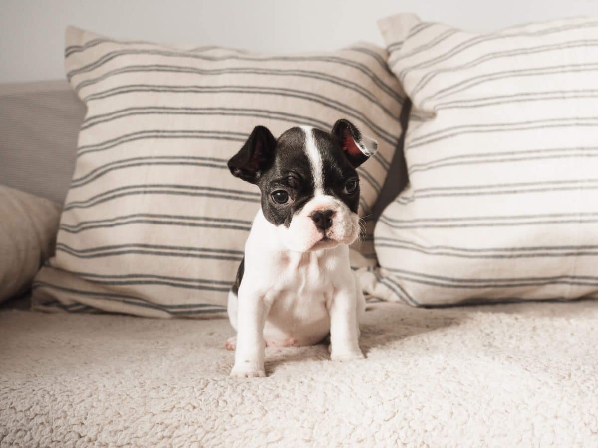 Boston Terrier Puppy Pictures and Facts