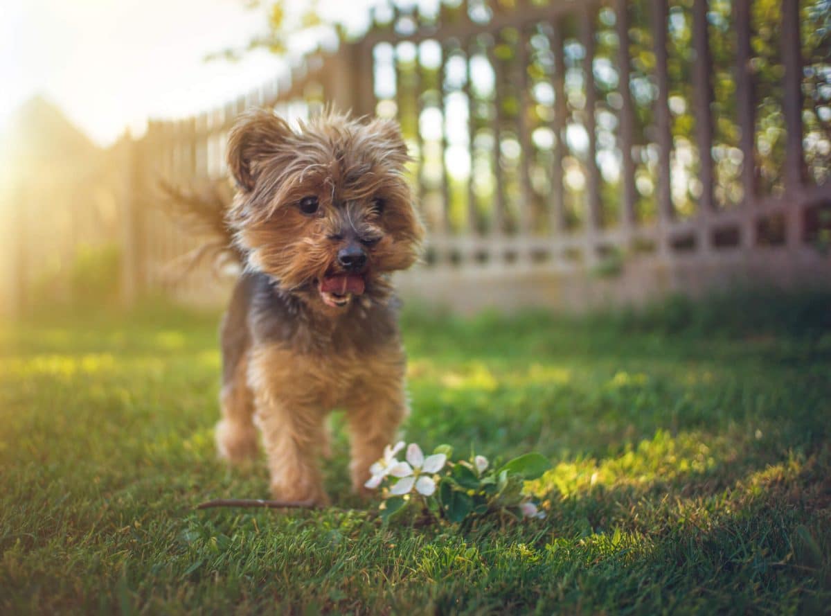 Yorkshire Terrier Puppy Pictures and Facts