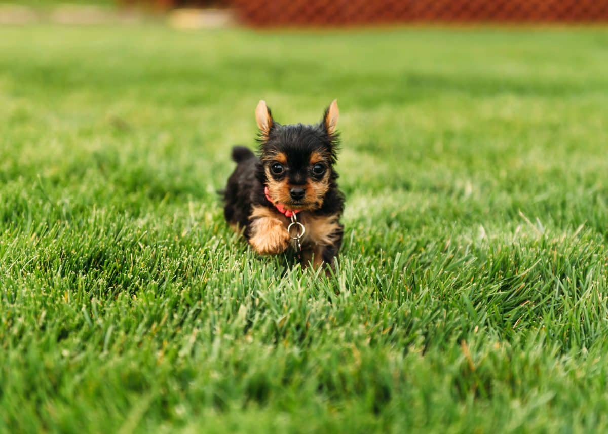 Yorkshire Terrier Puppy Pictures and Facts