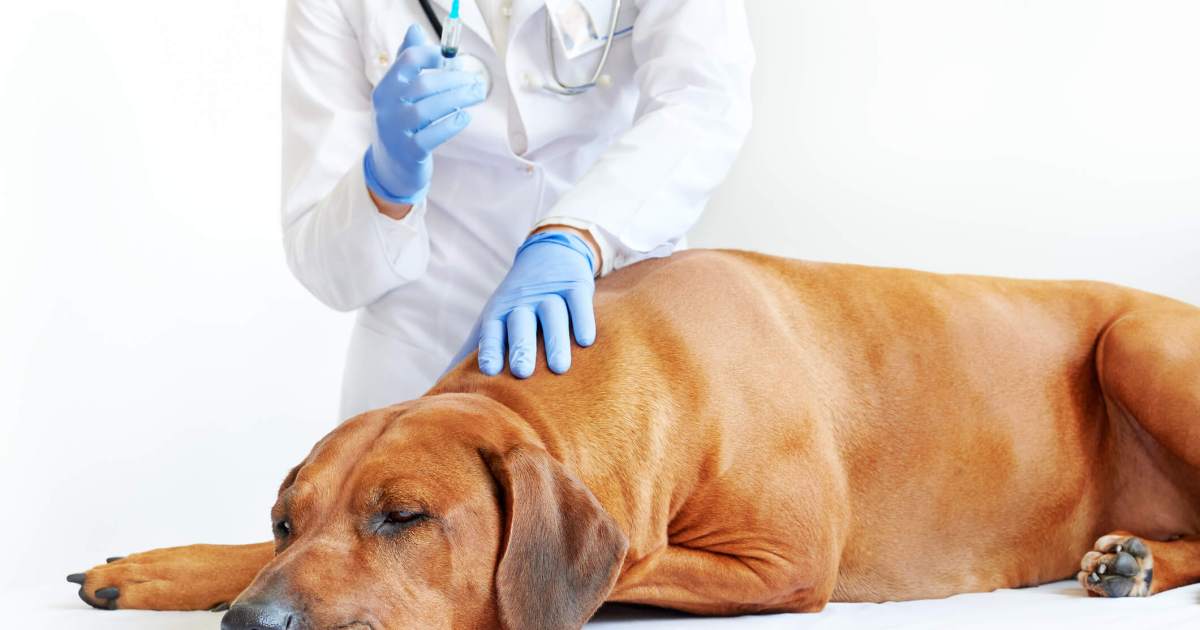 Xylazine for Dogs: Uses, Dosage, & Side Effects