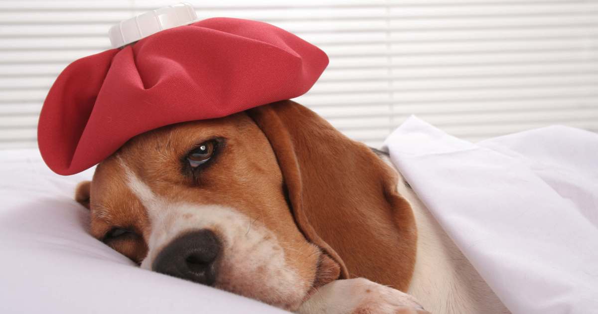 Canine Influenza: Symptoms, Causes, & Treatments