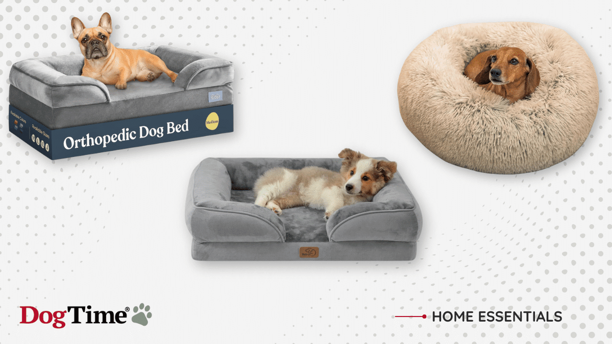 What is Cobbing in Dogs and How Do I Stop It? - DogTime