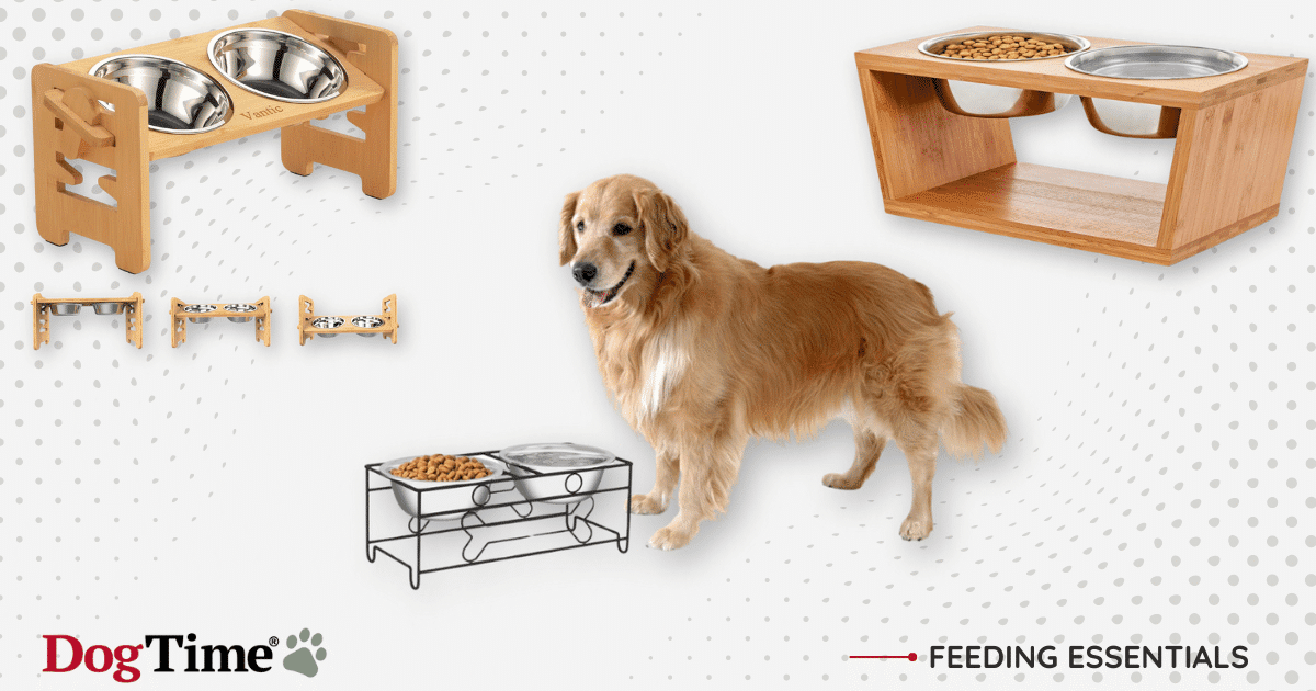 7 Best Elevated Dog Bowls for Large-breed and Senior Dogs - DogTime