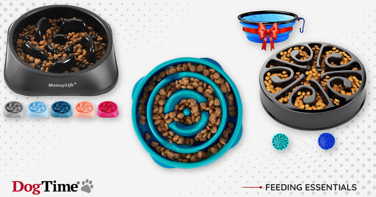 7 Best Slow-feeder Dog Bowls to Enhance Your Pet’s Mealtime - DogTime