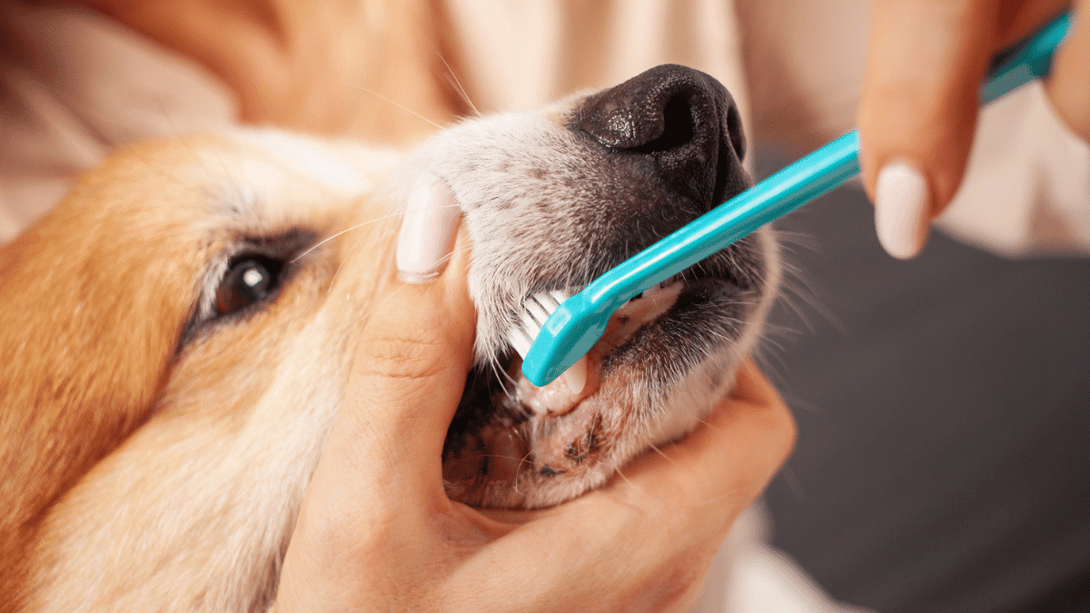 7 Best Dog Toothbrushes to Better Your Pet’s Dental Health in 2025 ...