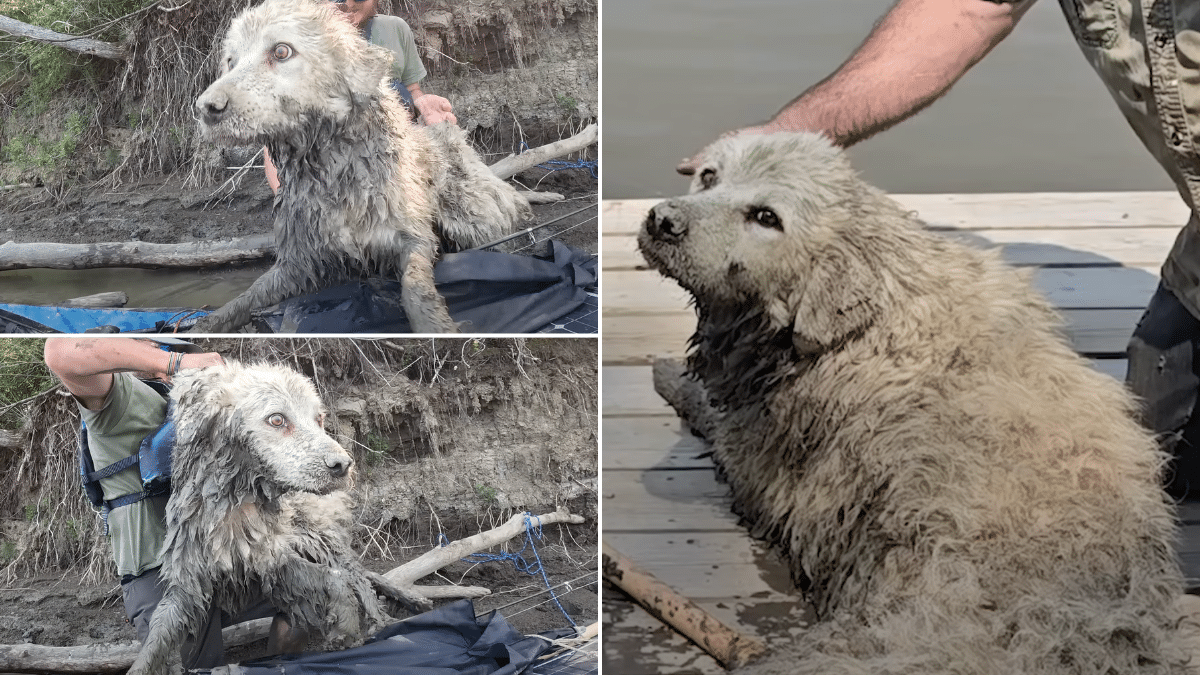 Sinking Dog Stuck Under Log Saved in Dramatic Rescue Video - DogTime