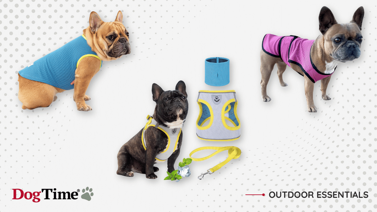 The Best Dog Breeds for Remote Workers