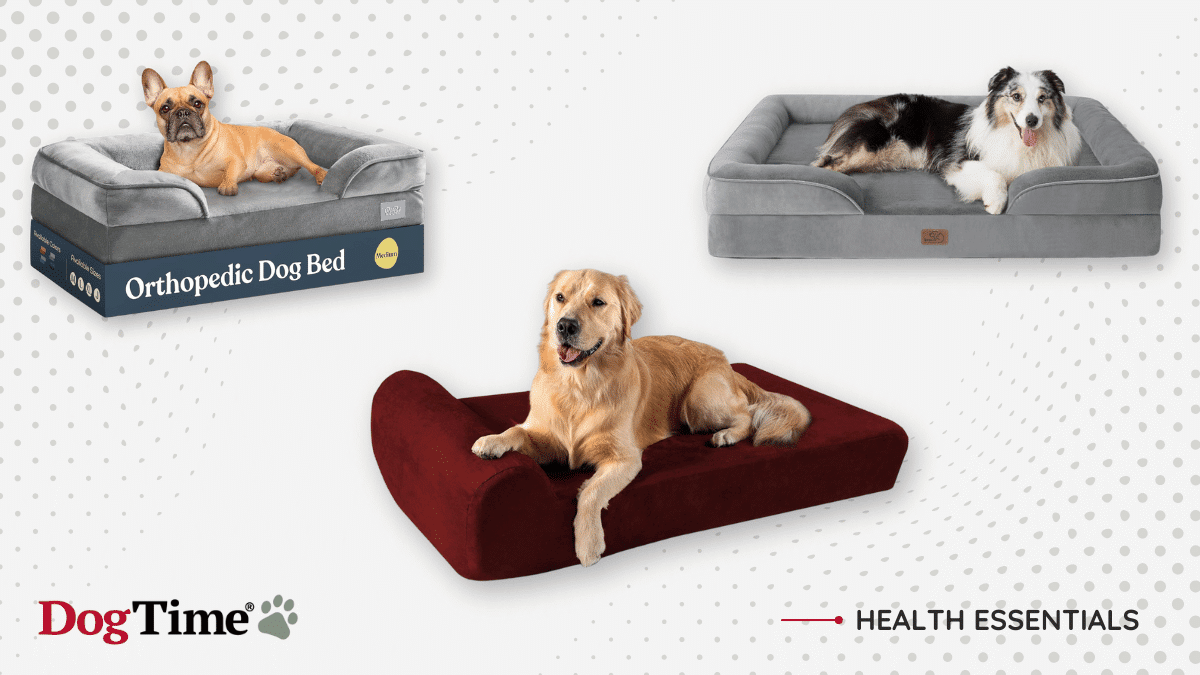 7 Best Dog Houses to Keep Your Pet Comfy in 2025 - DogTime