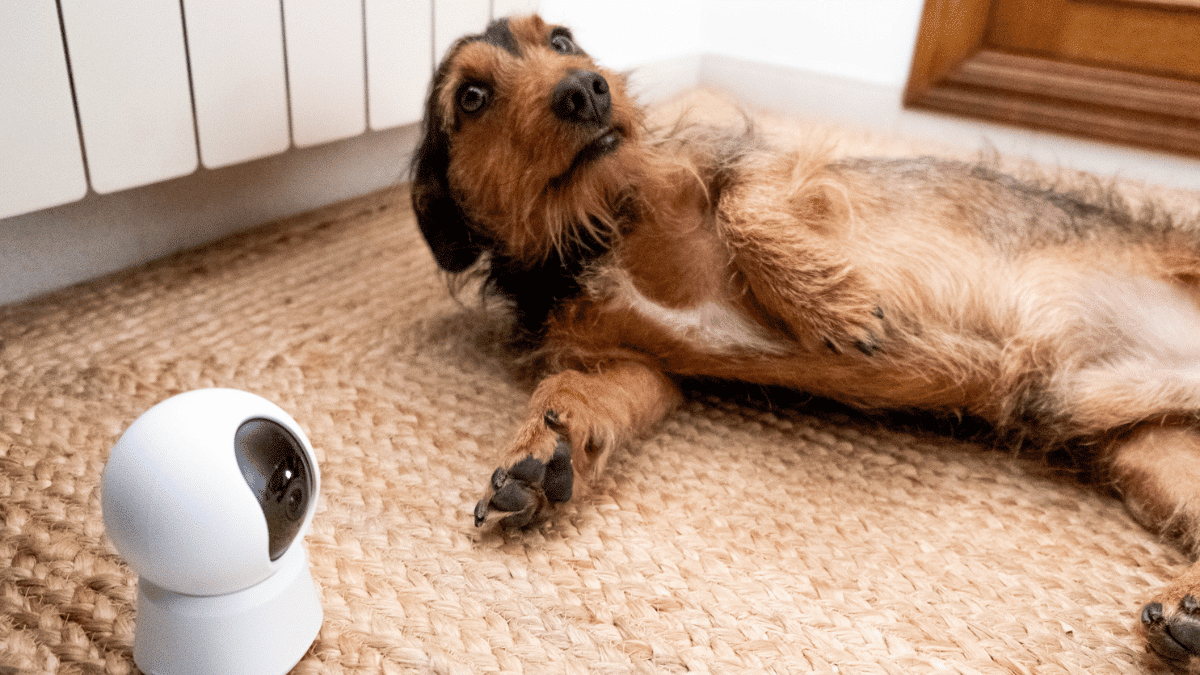 7 Best Dog Cameras of 2025 to Keep an Eye on Your Pet - DogTime