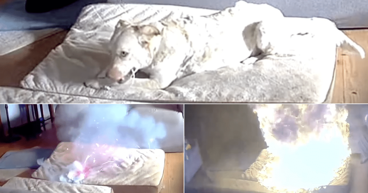 Dog Sets House on Fire After Chewing Power Bank in Dramatic Pet Cam Video