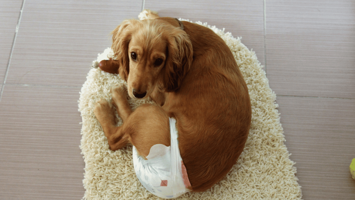 7 Best Dog Diapers & Wraps to Keep Your Pet Dry and Happy - DogTime