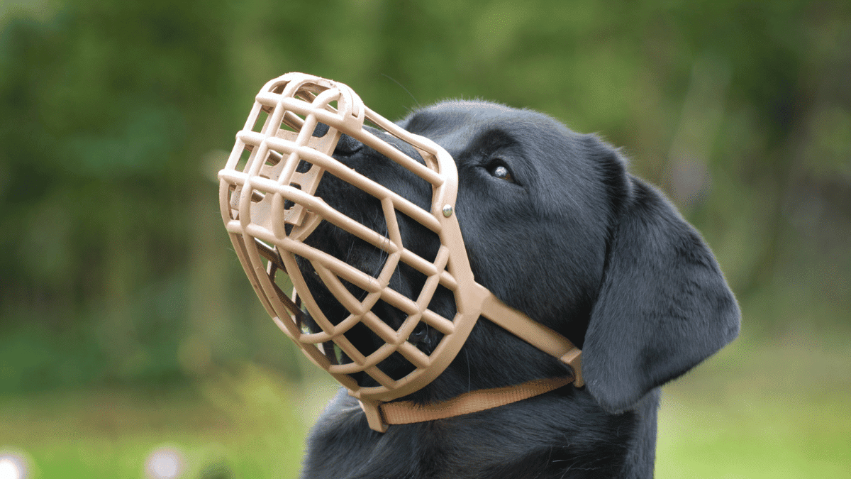 7 Best Dog Muzzles for All Breeds in 2025