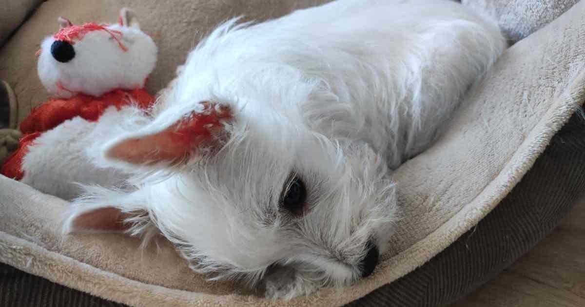 Beloved Dog Ingests Marijuana While Out on a Walk in UK