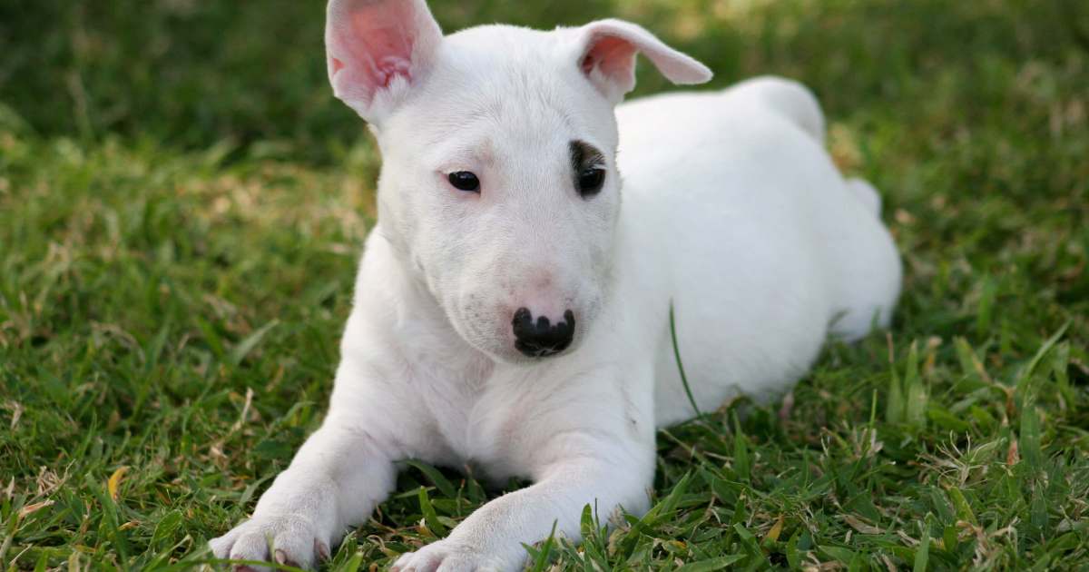 Hereditary Nephritis in Dogs: Symptoms, Causes, & Treatments