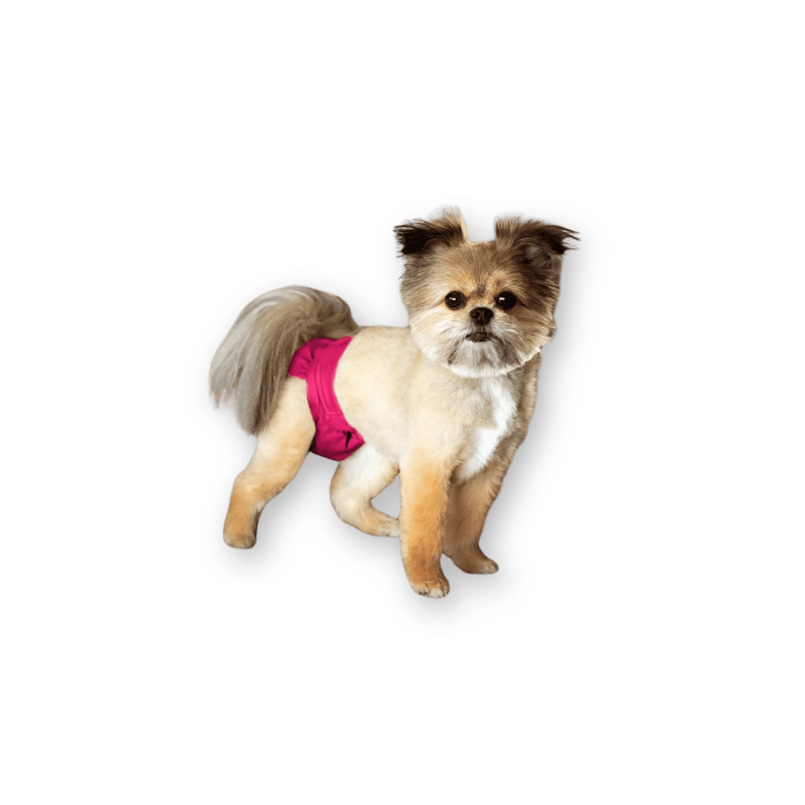 7 Best Dog Diapers & Wraps to Keep Your Pet Dry and Happy - DogTime