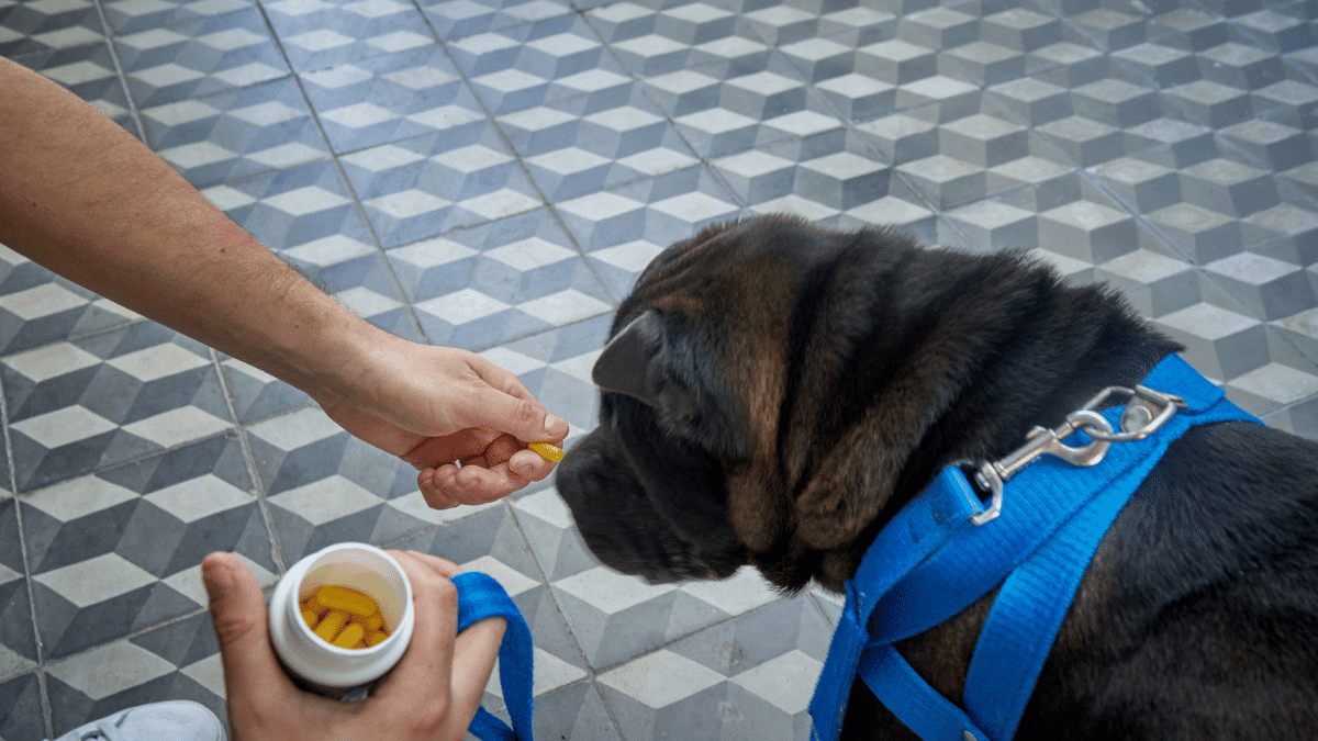 7 Best Joint Supplements for Dogs in 2024 — Vet-approved Picks