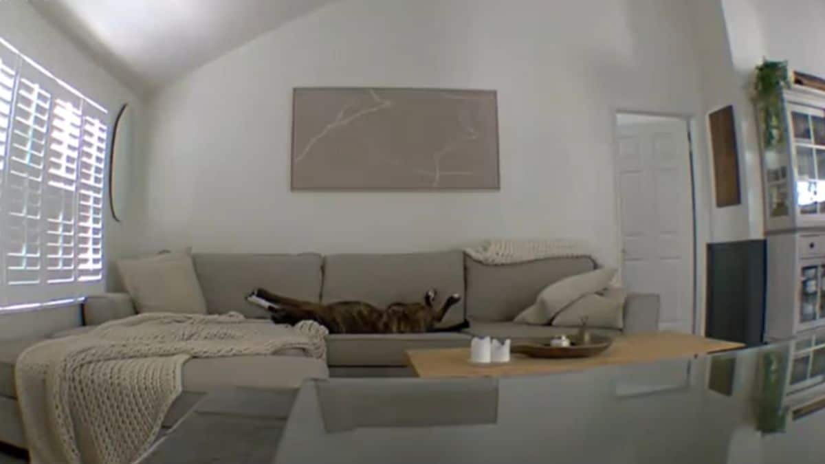 Pet Cam Footage Reveals the Most Relaxed Dog Ever