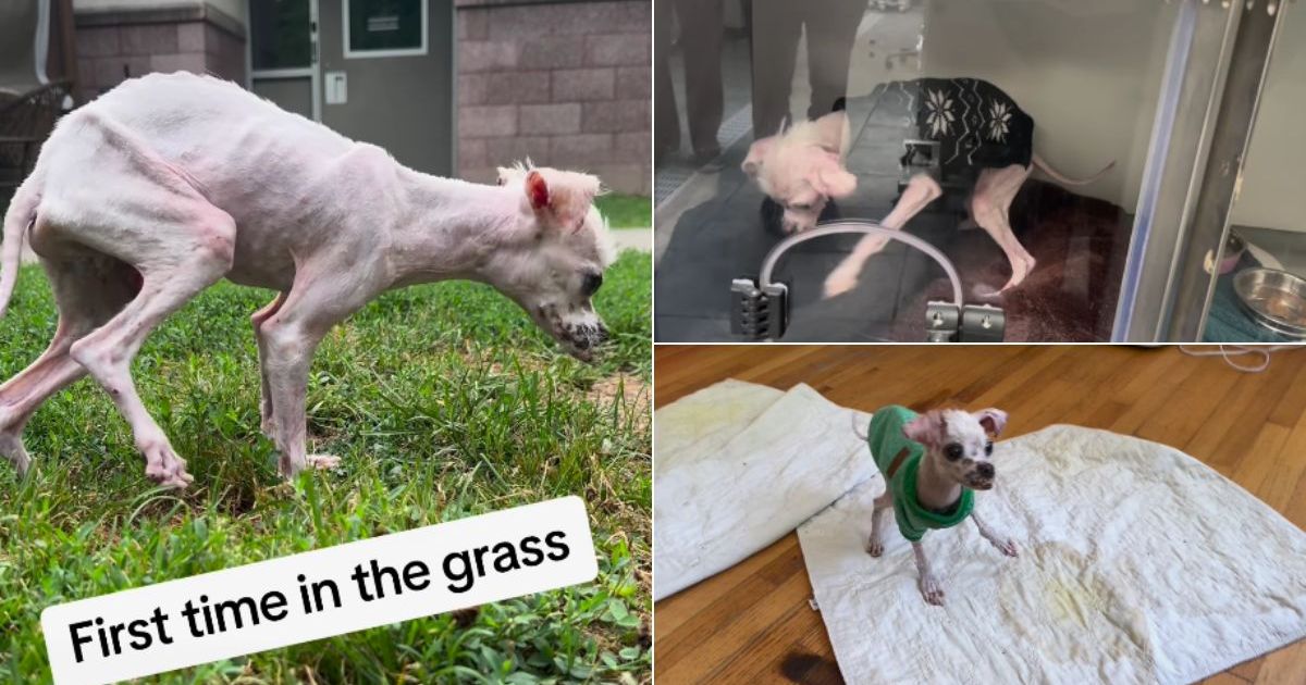 Starved Dog Anchovie Experiences All His 'Firsts' in Heartbreaking ...