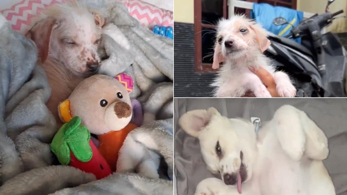 Wounded & Weak Puppy 'Milky' Finds a New Life in Paris - DogTime