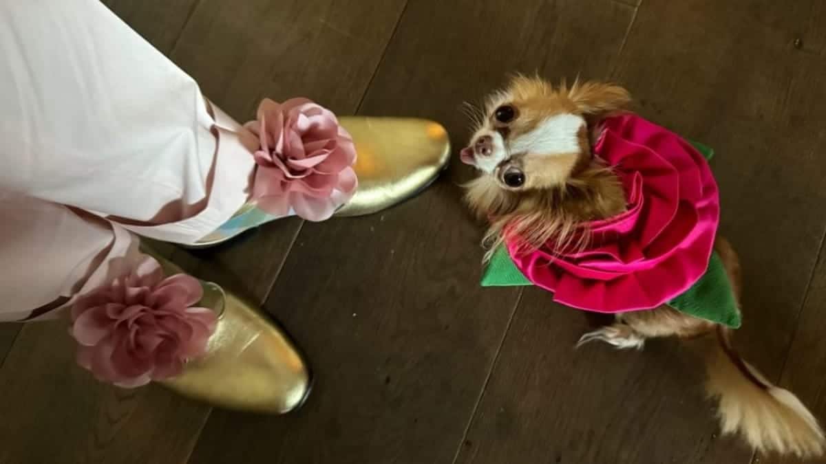 Demi Moore's Dog 'Loved' Tom Holland in 'Romeo and Juliet' - DogTime