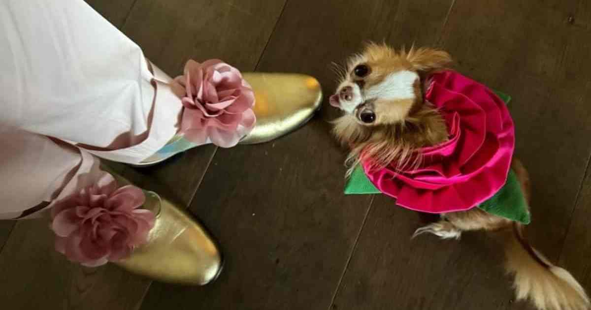 Demi Moore's Dog 'Loved' Tom Holland in 'Romeo and Juliet' - DogTime