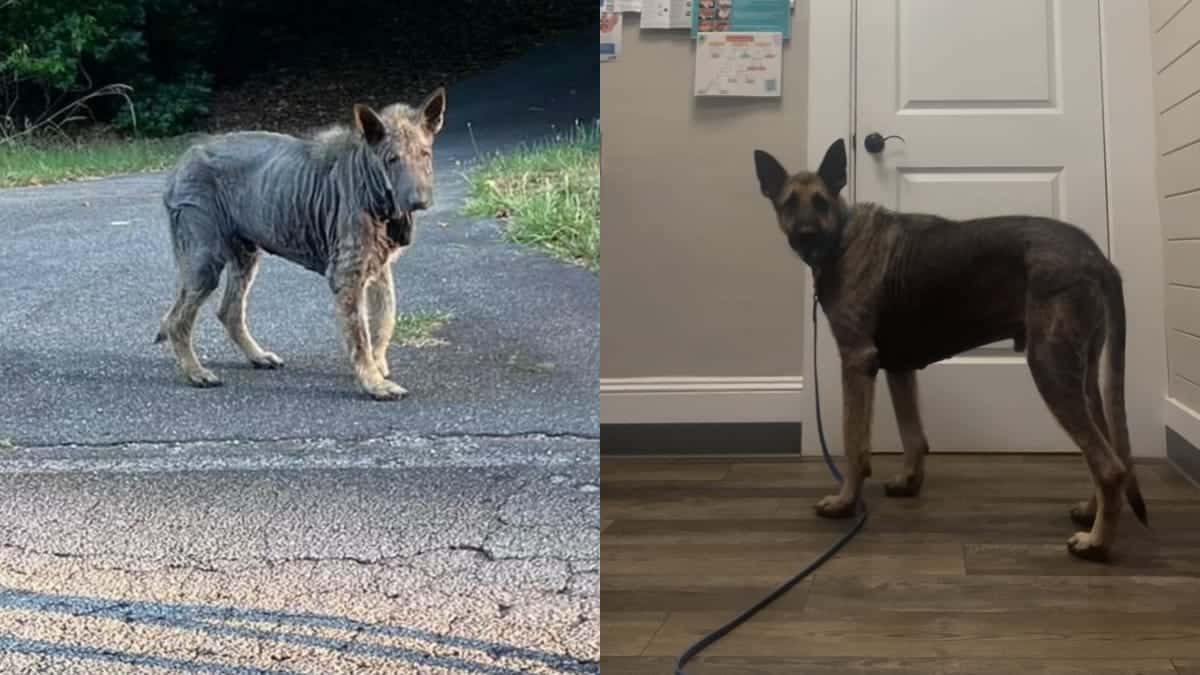 Unrecognizable Dog With Rotting Skin Makes Miraculous Recovery - DogTime