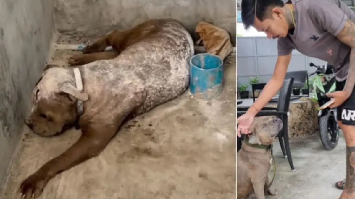 Miracle Story of Lost Dog With ‘Maggot Infestation’ Features ...