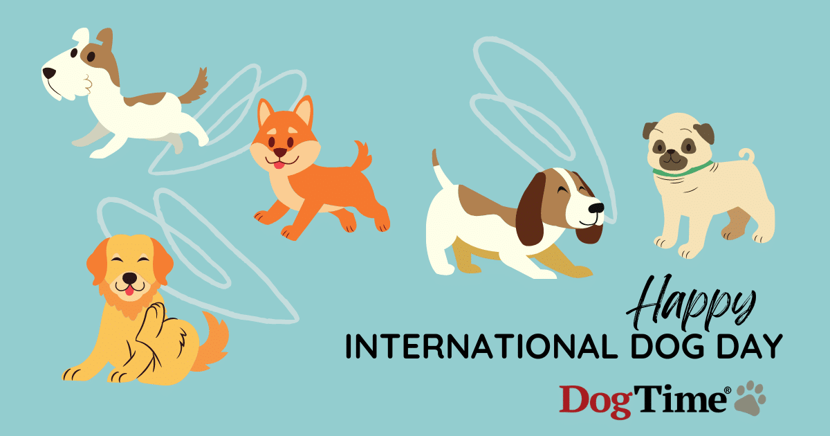 International Dog Day 2024: Gift Ideas for Dogs and Dog Lovers