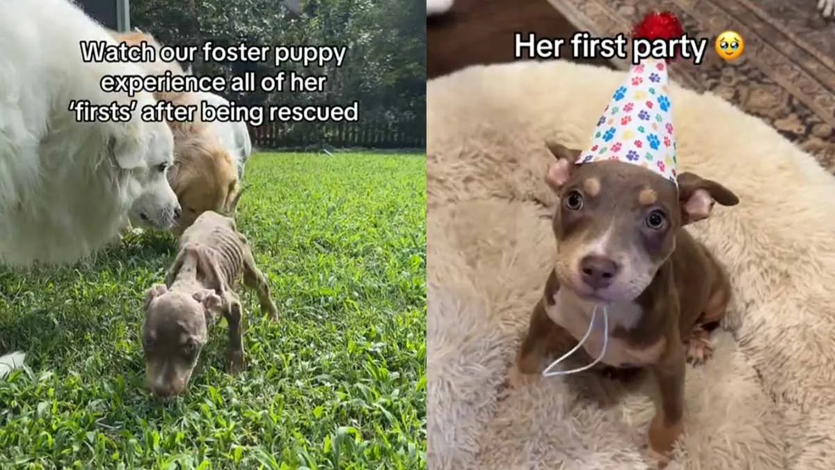 Malnourished Rescue Dog Experiencing 'All Her Firsts' Goes Viral on ...
