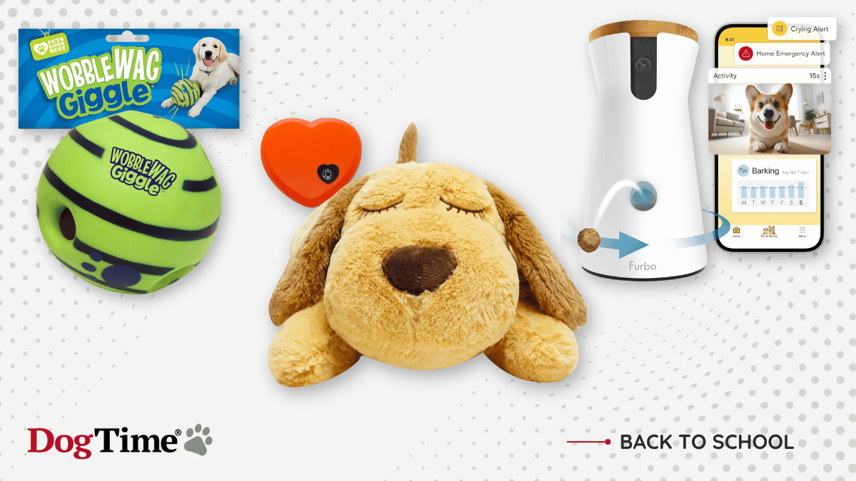 Back to School 2024: 15 Essentials for Your Home Alone Dog