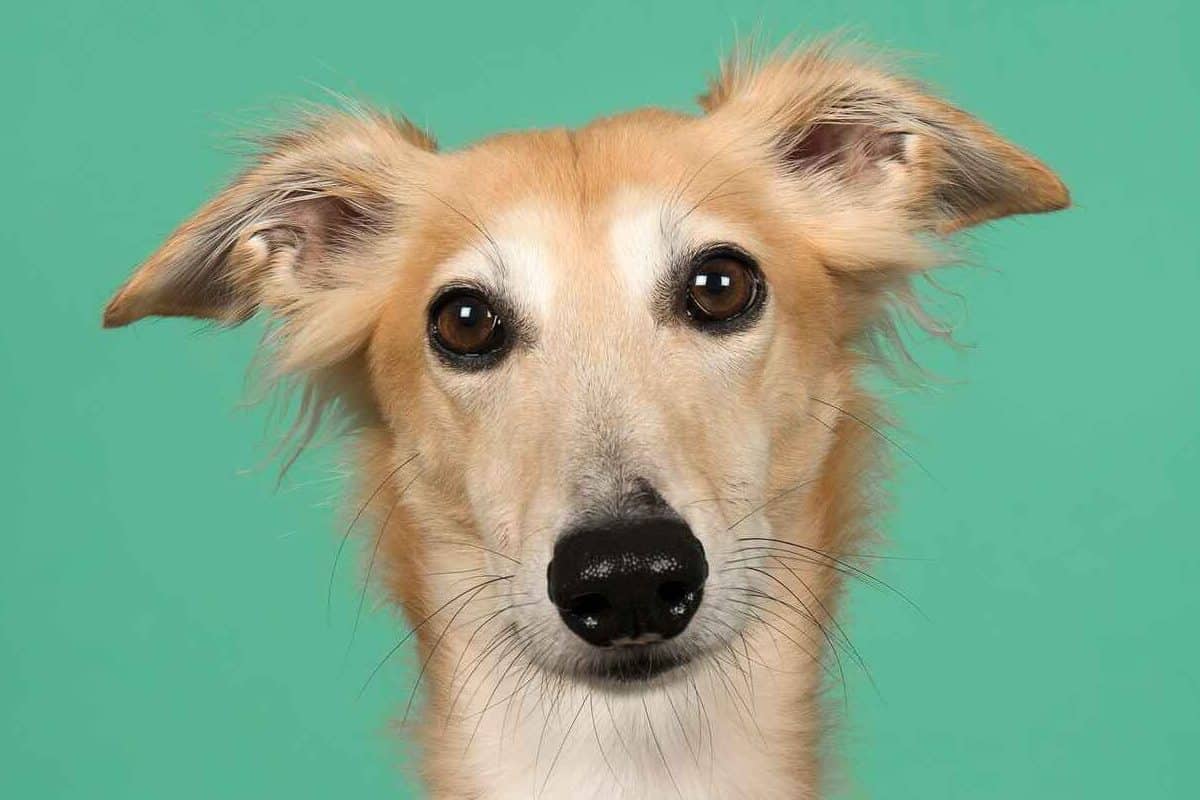 Windsprite Dog Breed Information & Characteristics