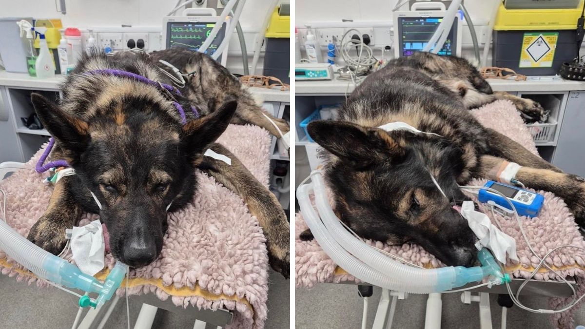 Over $13,000 Raised in 24 Hours To Help Retired Police Dog Walk Again ...