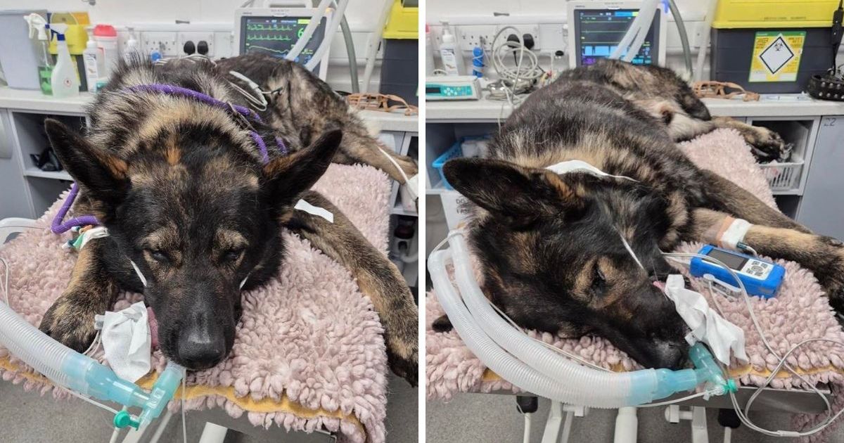 Over $13,000 Raised in 24 Hours To Help Retired Police Dog Walk Again ...