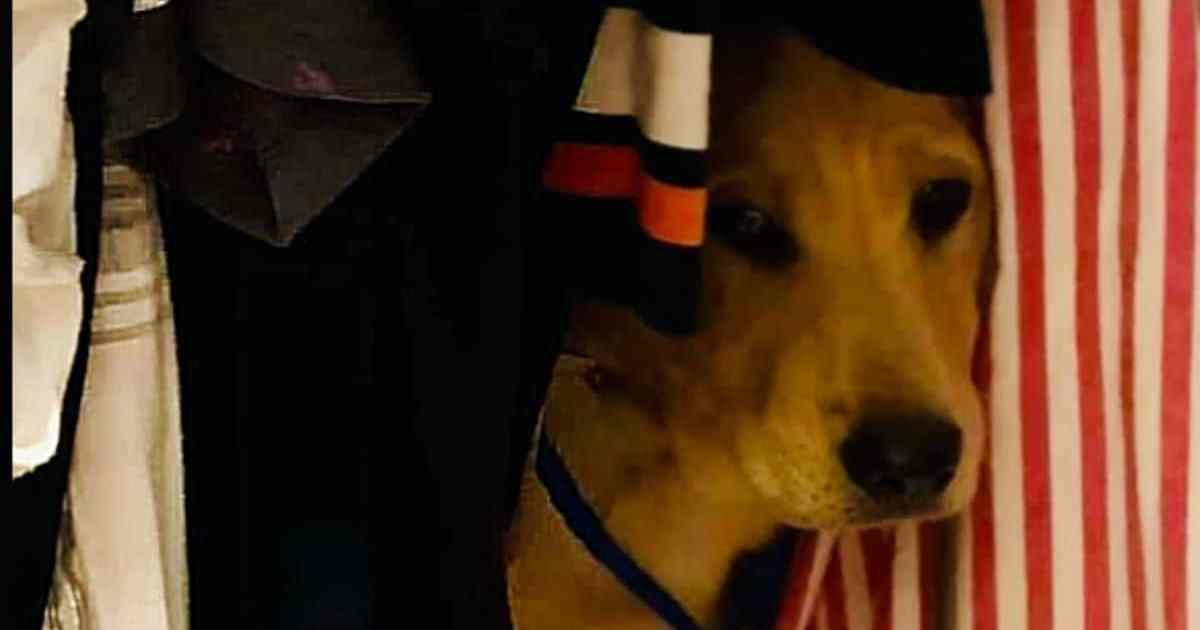 Rescued Puppy Overcomes Trauma After Hiding in Closet for Days - DogTime