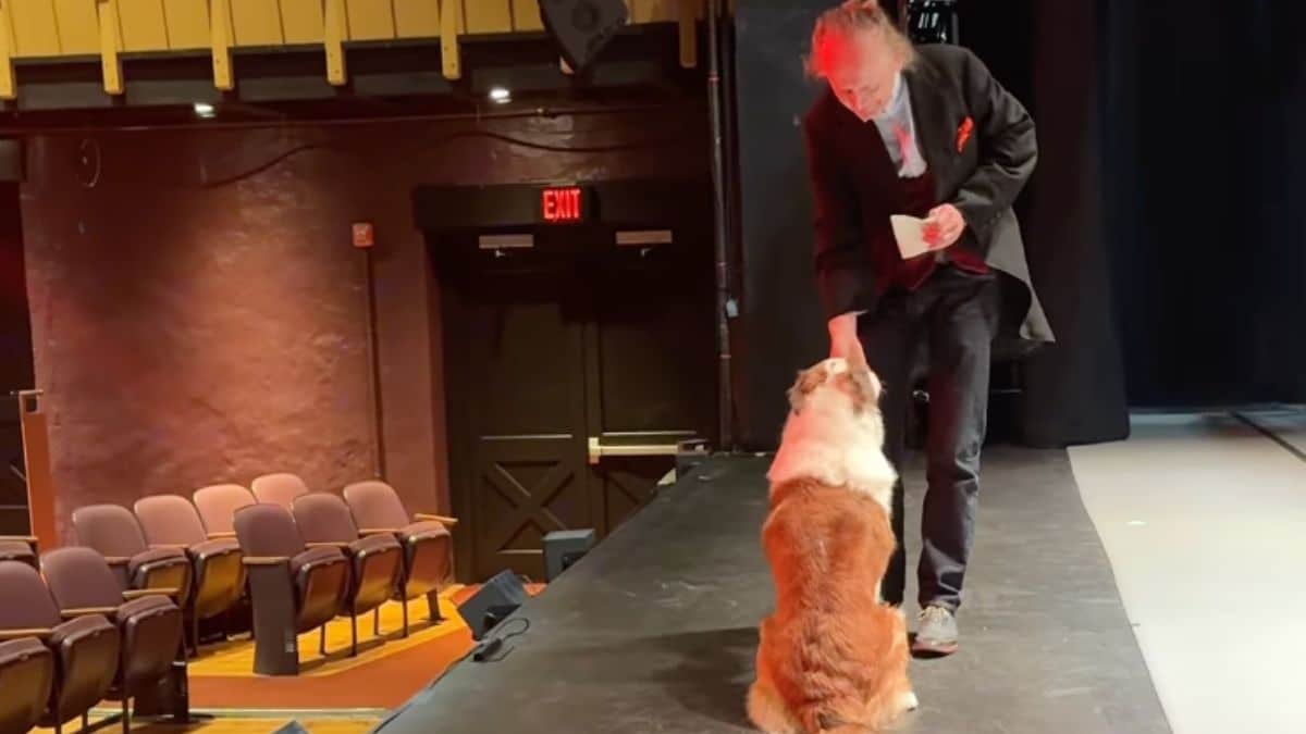 Dog Did This on Stage During Solo Theatre Performance - DogTime